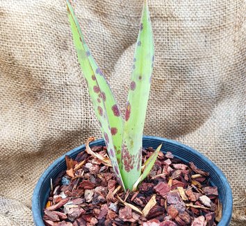 Manfreda from multiple nurseries on Plant Lust