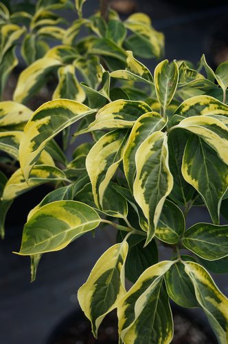 Cornus 'Celestial Shadow' | Celestial Shadow Dogwood | plant lust