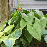 Hosta 'Jade Cascade' | | plant lust