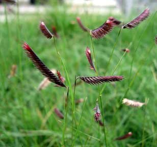 Bouteloua gracilis | Bouteloua oligostachya | Chondrosum gracile ...