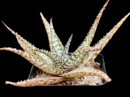 Aloe 'Lizard Lips' | plant lust