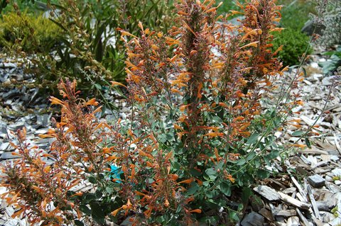 Agastache 'Apricot Sunrise' | Agastache 'Apricot Surprise' | Apricot ...