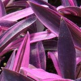 Tradescantia pallida 'Tricolor' | Setcreasea pallida 'Variegata ...