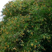 Cestrum elegans | Cestrum purpurea | Cestrum purpureum | Purple Jasmine ...