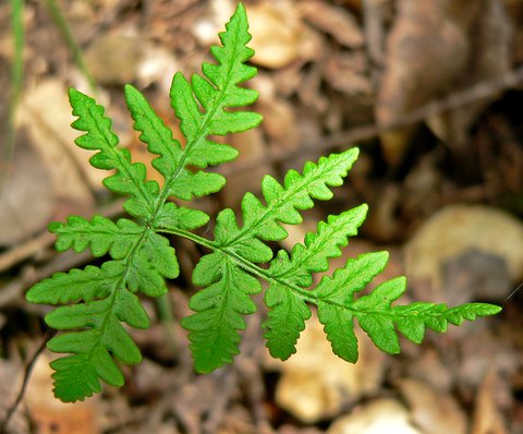 Pentagramma triangularis | Pityrogramma triangularis | Goldback Fern ...