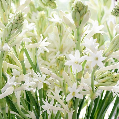 Polianthes tuberosa [Single White Trio] | Single Flower Form Tuberose ...