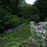 Hydrangea macrophylla 'Lemon Wave' | | plant lust