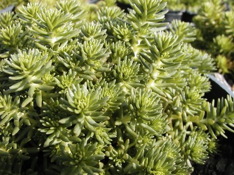 Sedum mexicanum | Sedum mexicana | Mexican Stonecrop | Mexicana Sedum ...