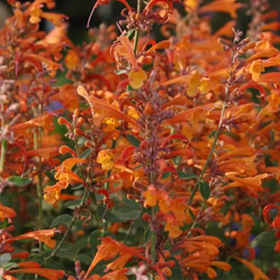 Agastache aurantiaca 'Tango' | Agastache 'Tango-Orange' | Tango Hummingbird Mint | Tango Hyssop ...
