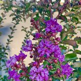 Lagerstroemia indica 'Catawba' | Lagerstroemia x 'Catawba' | Catawba ...
