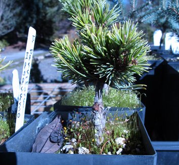 Pinus from multiple nurseries on Plant Lust