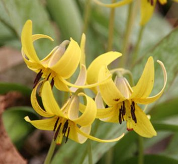 Erythronium from multiple nurseries on Plant Lust