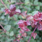 Lonicera nitida 'Red Tips' | Lonicera ligustrina 'Red Tips' | Red Tips ...