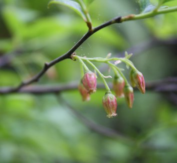 Menziesia from multiple nurseries on Plant Lust