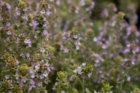 Thymus pulegioides 'Aureus' | Thymus citriodorus 'Golden Lemon ...