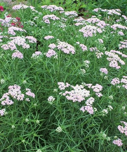 Achillea sibirica 'Japanese Lace' | Japanese Lace Siberian Yarrow ...