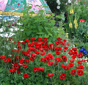 Papaver commutatum 'Ladybird' | Ladybird Poppy | plant lust