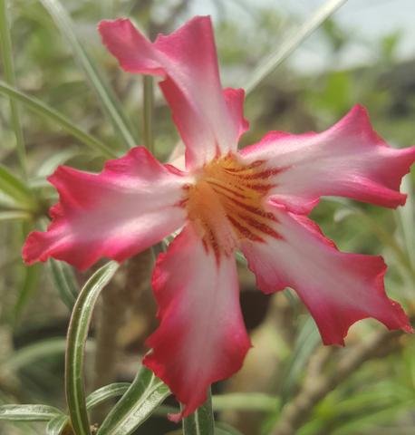 Adenium crispum | Adenium obesum (Crispum Group) | Adenium somalense ...