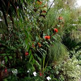 Hedychium greenii | Red Ginger | plant lust