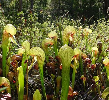 Darlingtonia from multiple nurseries on Plant Lust