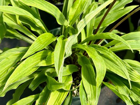 Hosta 'Party Streamers' | | plant lust