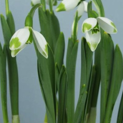 Galanthus elwesii 'Green Brush' | Green Brush Giant Snowdrop | plant lust