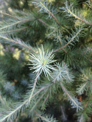 Larix laricina 'Blue Sparkler' | Larix kaempferi 'Blue Sparkler' | Blue ...