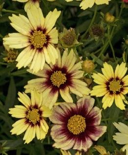Coreopsis 'Redshift' pp20412 | Coreopsis 'Red Shift' | Redshift ...
