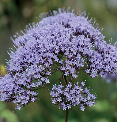 Trachelium caeruleum | Blue Throatwort | plant lust