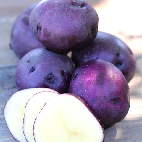 Huckleberry Gold Potato | plant lust
