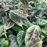 Musa acuminata 'Zebrina' | Musa acuminata ssp. zebrina | Musa sumatrana ...