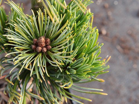Pinus parviflora 'Chikuza-goten' | Chikuza-goten Japanese White Pine ...