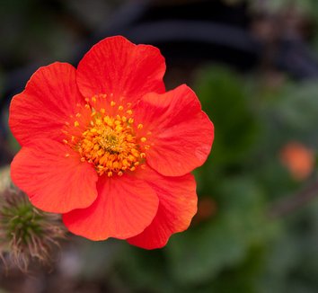 Geum from multiple nurseries on Plant Lust