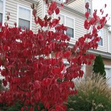 Cornus x rutgersensis Constellation™ PP07210 | Cornus rutgersensis ...