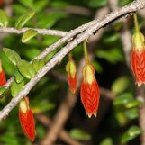 Agapetes serpens | Himalayan Lantern | plant lust