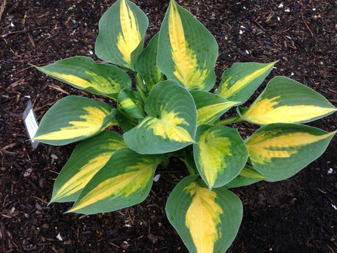 Hosta 'Forbidden Fruit' | | plant lust