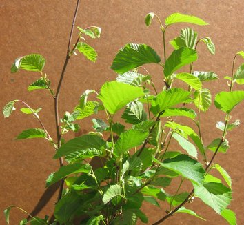 Yamhill Hazelnut | plant lust