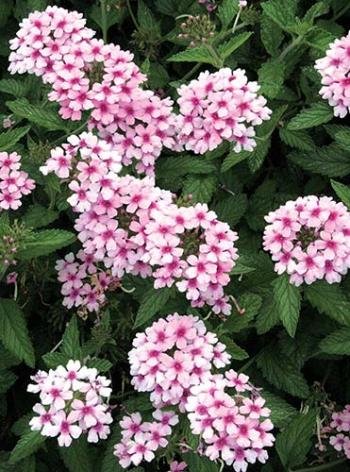 Verbena 'Princess Bride' | Princess Bride Verbena| plant lust