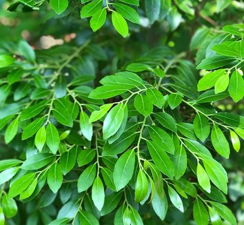 Ilex serrata 'Koshobai' | Finetooth Holly | Japanese Winterberry ...