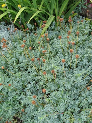 Acaena sp. | plant lust