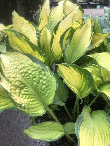 Hosta 'Prairie Sunset' | | plant lust