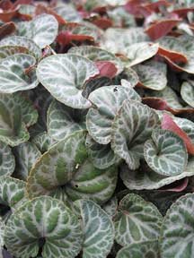 Viola grypoceras var. exilis 'Sylettas' | Viola coreana | Viola ...