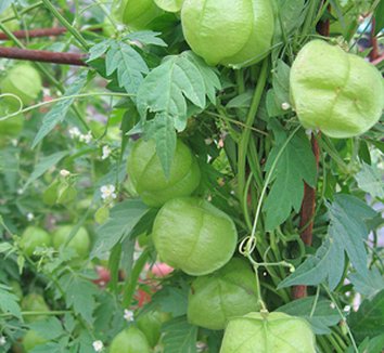 Cardiospermum from multiple nurseries on Plant Lust