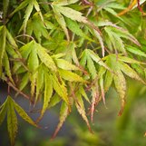 Acer palmatum 'Kamagata' | Kamagata Japanese Maple | plant lust