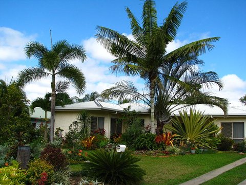 Dypsis leptocheilos | Dypsis redneck | Neodypsis leptocheilos | Redneck ...