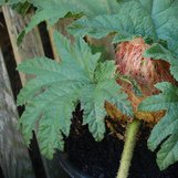 Gunnera tinctoria | Gunnera chilensis | Gunnera scabra | Chilean ...