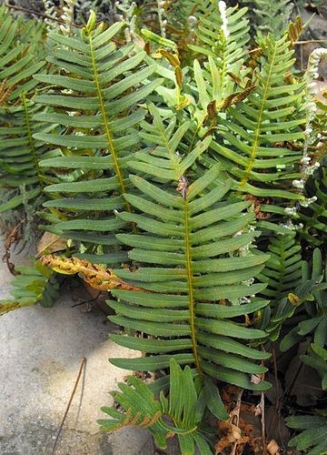 Polypodium guttatum | Mexican Polypody Fern | plant lust