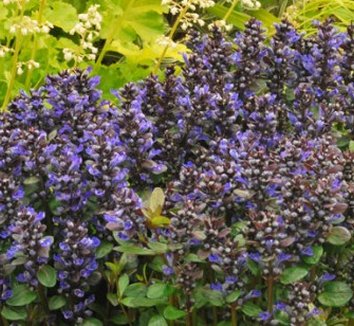Ajuga from multiple nurseries on Plant Lust