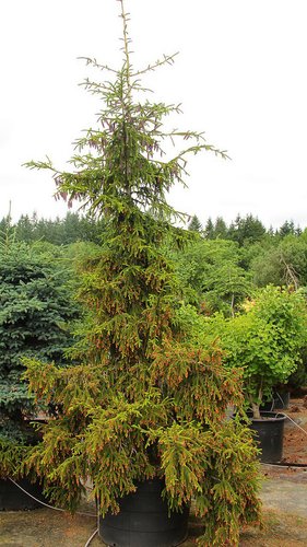 Picea orientalis 'Aureospicata' | Picea orientalis 'Aurea-Spicata ...