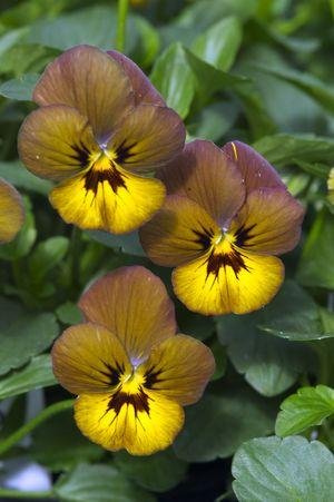 Viola 'Irish Molly' | Viola x 'Irish Molly' | Violet-Sweet | plant lust